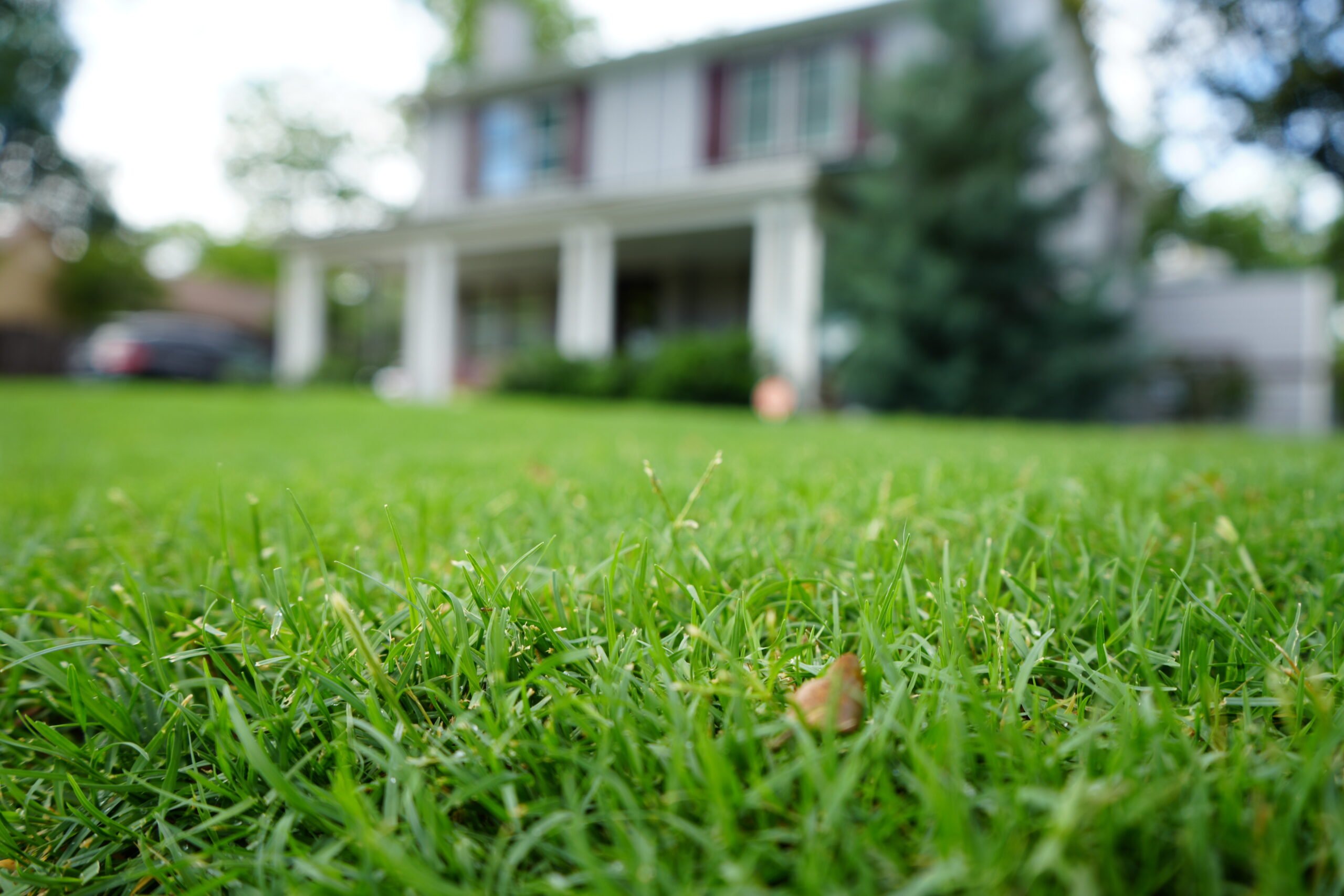 Need Lawn Care? - Pro Turf and Pro Pest Solutions