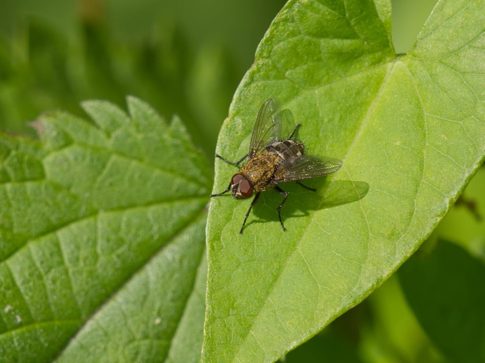 House Fly Control - Pro Turf and Pro Pest Solutions