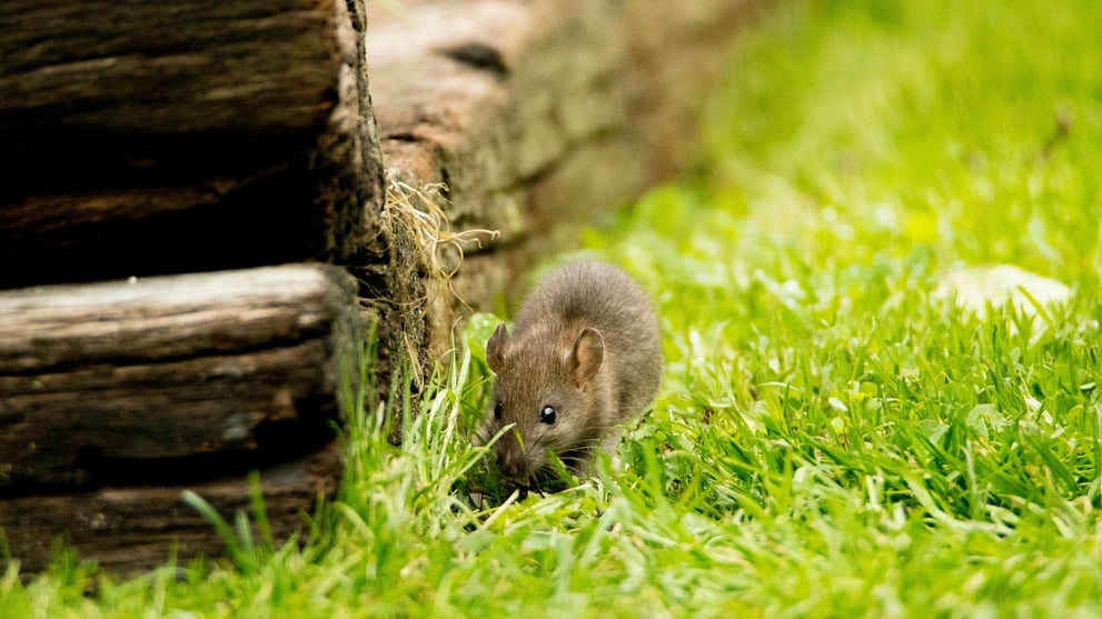 Rodent Control - Pro Turf and Pro Pest Solutions